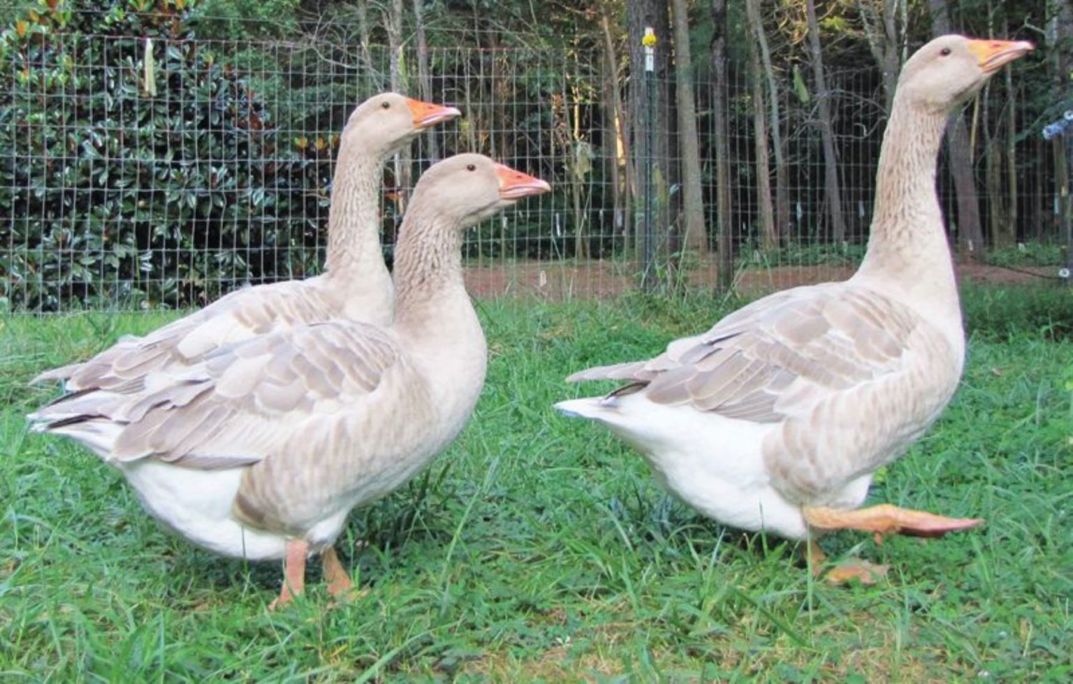 Raising American Buff Geese for Holiday Dinners - Backyard Poultry